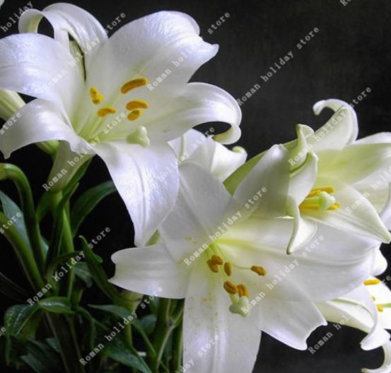 US$ 1.45 - Perfume Lily Pure White Lily Plant Potted Seed - www ...