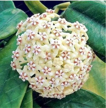 US$ 1.45 - Rare Hoya Seed Potted Flowers Seeds (Color: 10) - www ...