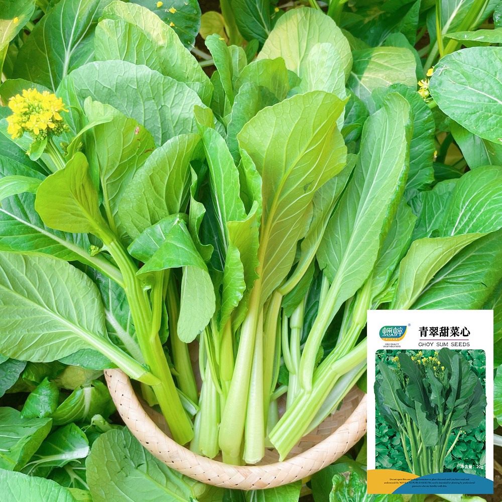 Green Tender Sweet Choy Sum Seeds - Fast-Growing, Crisp & Nutritious ...
