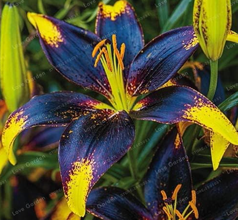 US$ 5.10 - True Lily Bulbs Perfume Lily Bonsai Flower Bulbs Rare ...