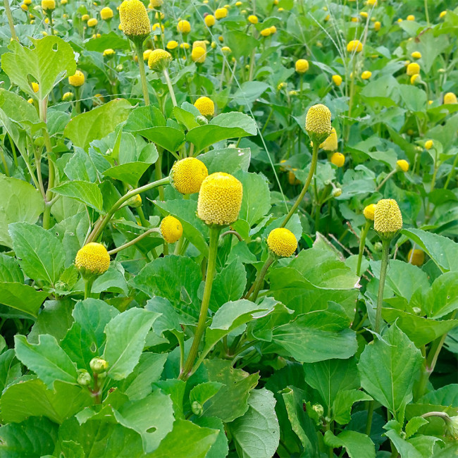 Toothache Plant Seeds | Acmella Oleracea | Natural Pain Relief ...