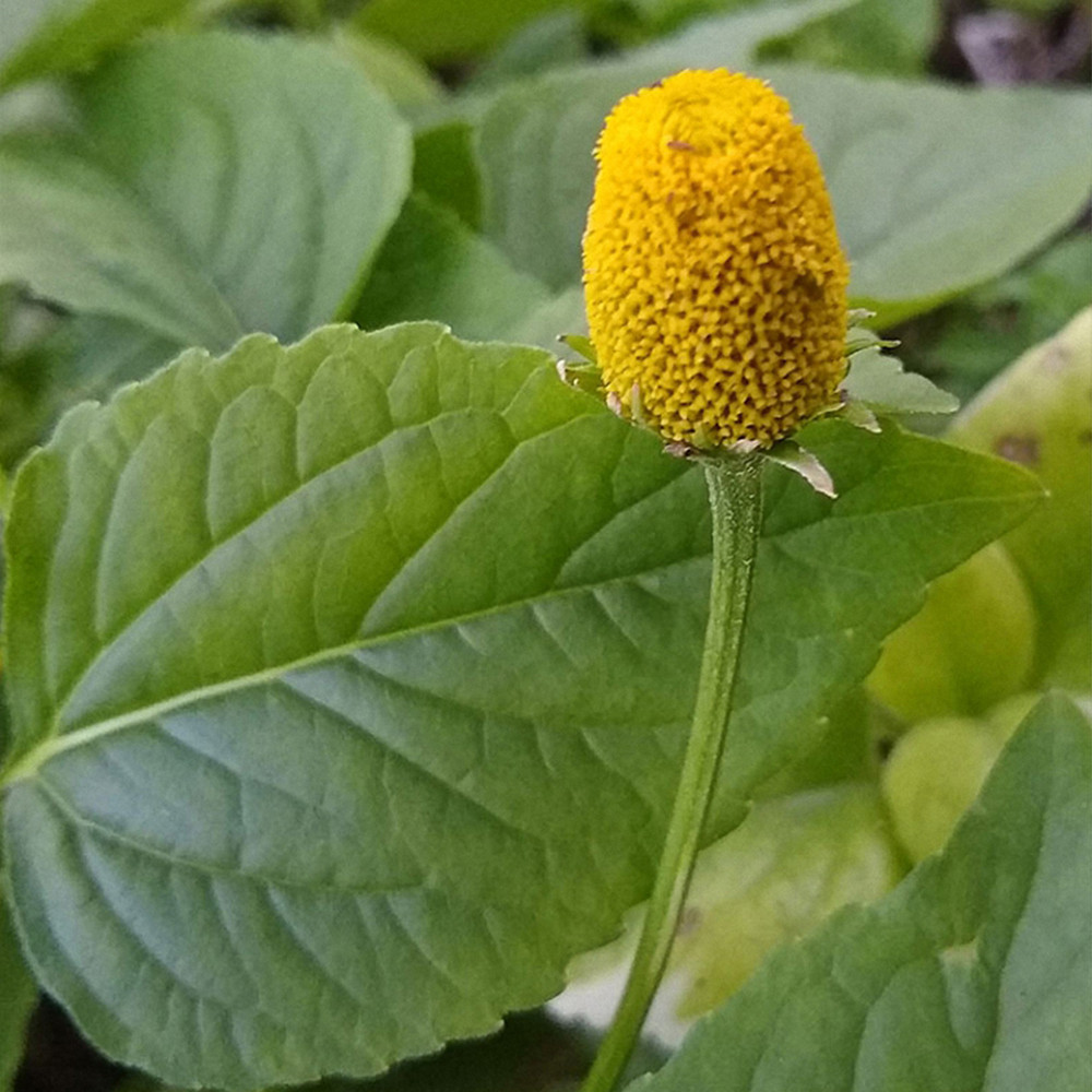 Toothache Plant Seeds | Acmella Oleracea | Natural Pain Relief ...