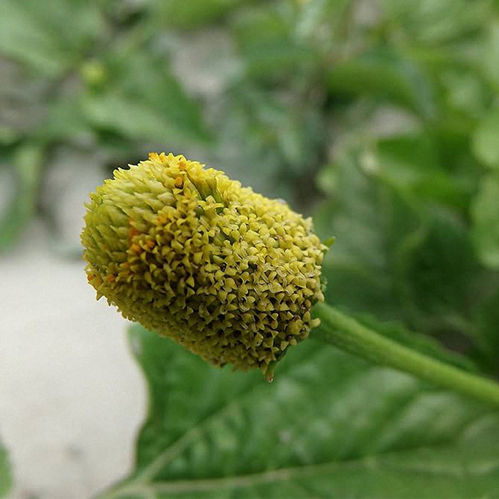Toothache Plant Seeds | Acmella Oleracea | Natural Pain Relief ...