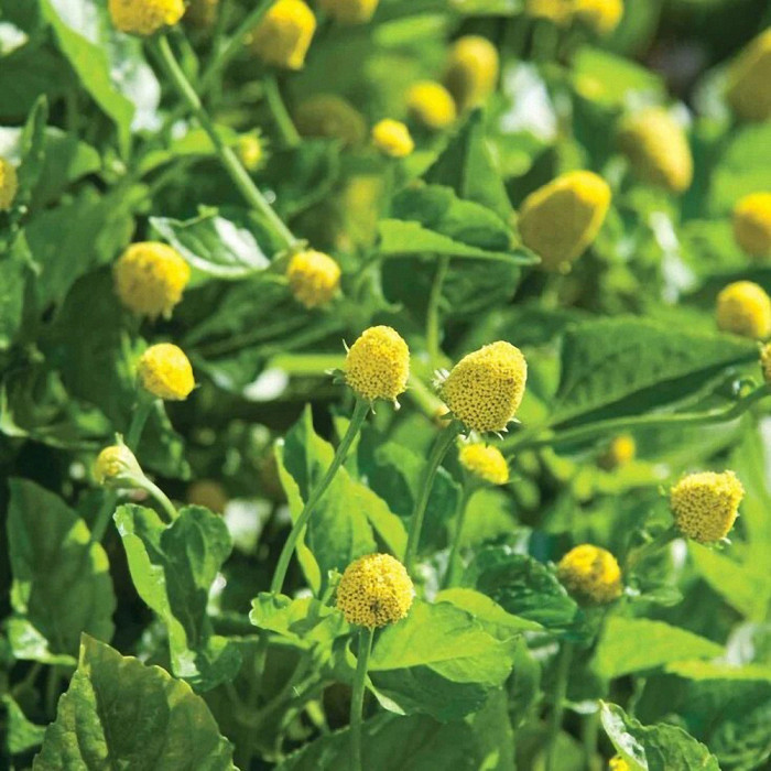 Toothache Plant Seeds | Acmella Oleracea | Natural Pain Relief ...