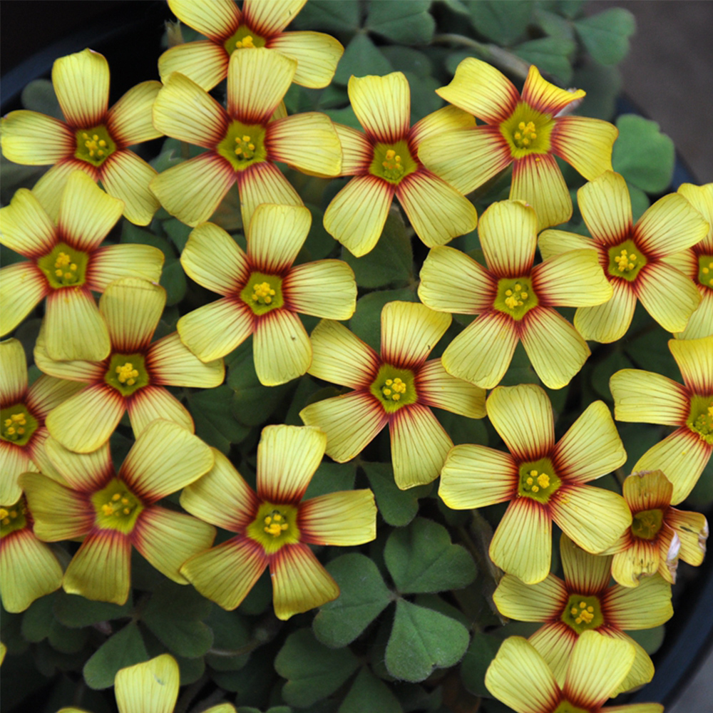 Oxalis obtusa 'Fire Bird' Bulbs | Vibrant Golden-Red Flowering Shamrock