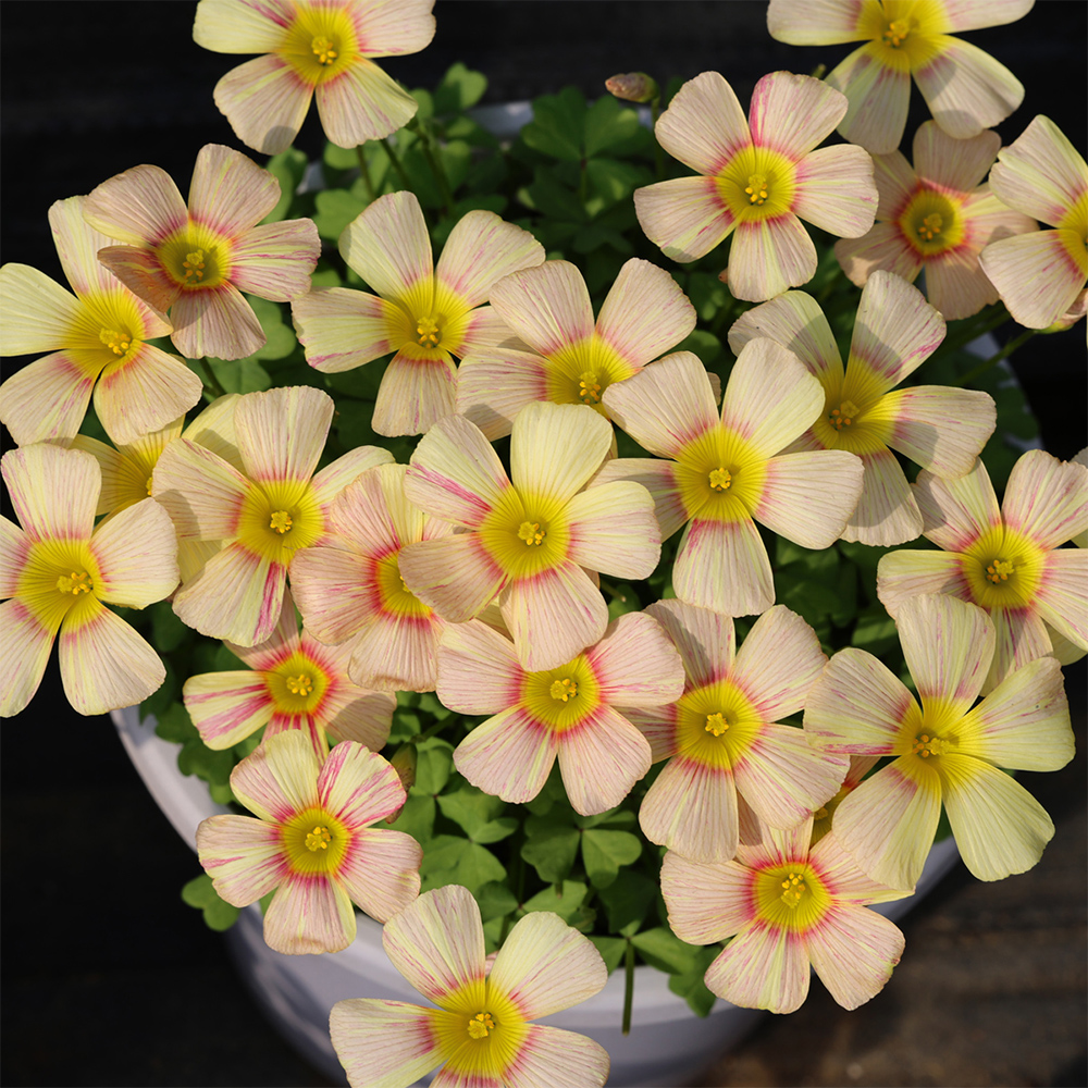 Oxalis obtusa 'Flicker' Bulbs | Winter-Spring Flowering | Pink Striped ...