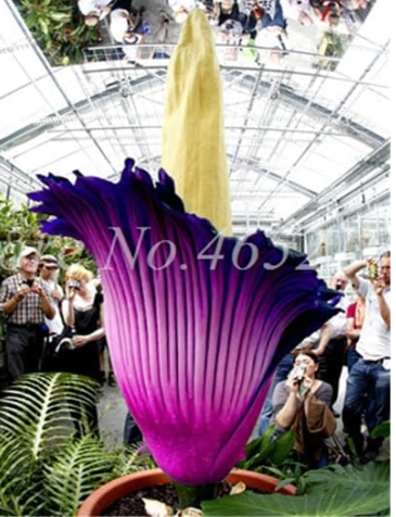US$ 2.18 - Rainbow Corpse Flower Seeds (Color: 7) - www.deargogo.com