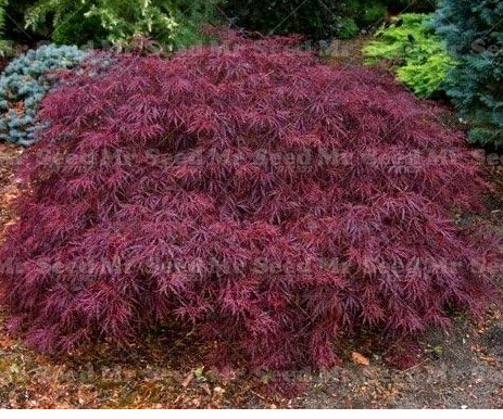 US$ 1.45 - Rare dwarf weeping Japanese maple tree plant Seeds (Color: 3 ...