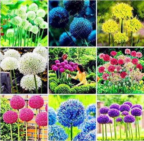 US$ 1.45 - Rare Giant Allium giganteum Ornamental Onion Seeds Mixed ...