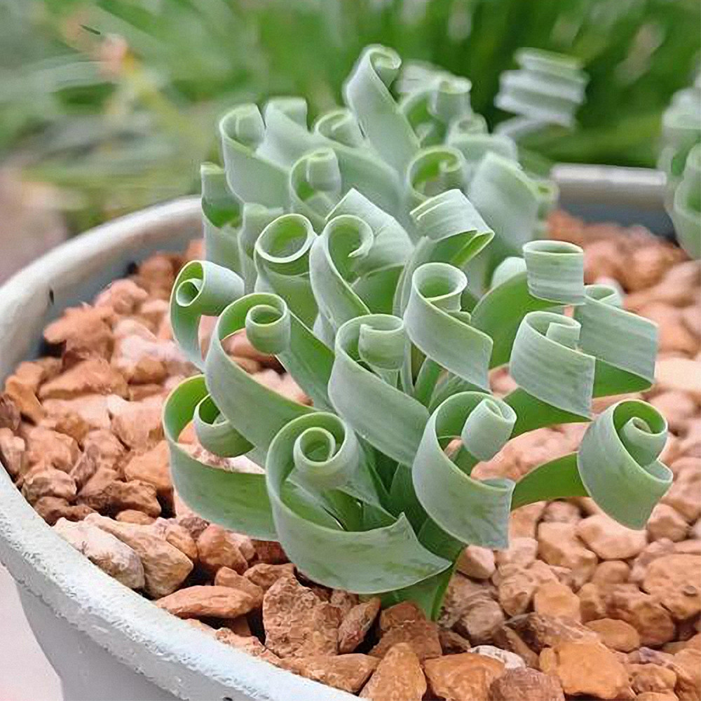 Broad-leaved Albuca Seeds for Sale | Frizzle Sizzle Plant with Curly Leaves