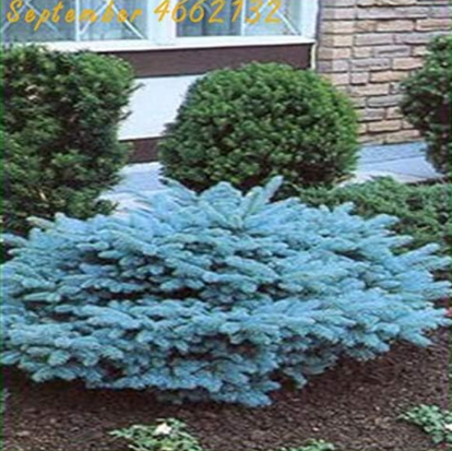 US$ 2.72 - Japanese Blue Spruce Seeds for Courtyard Garden Pine Tree ...