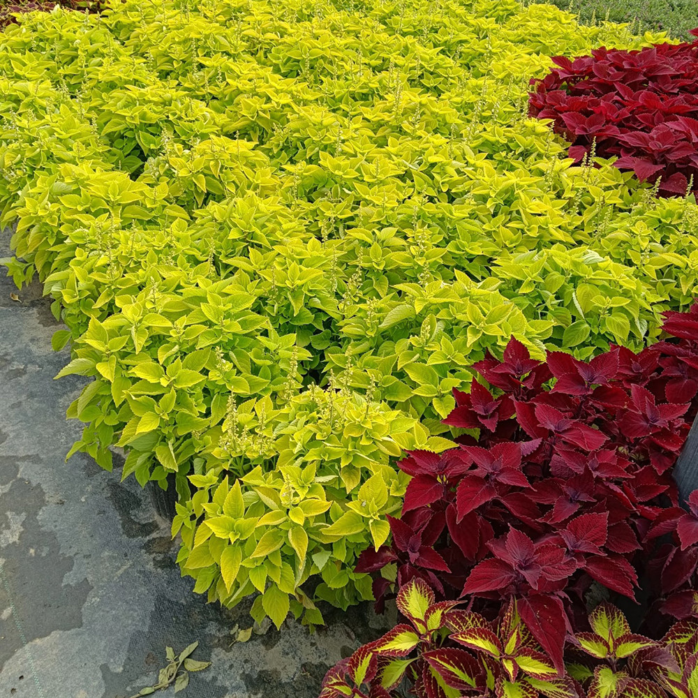 Garden Coleus Mixed Seeds - Easy to Grow, Heat Tolerant Ornamental Plant