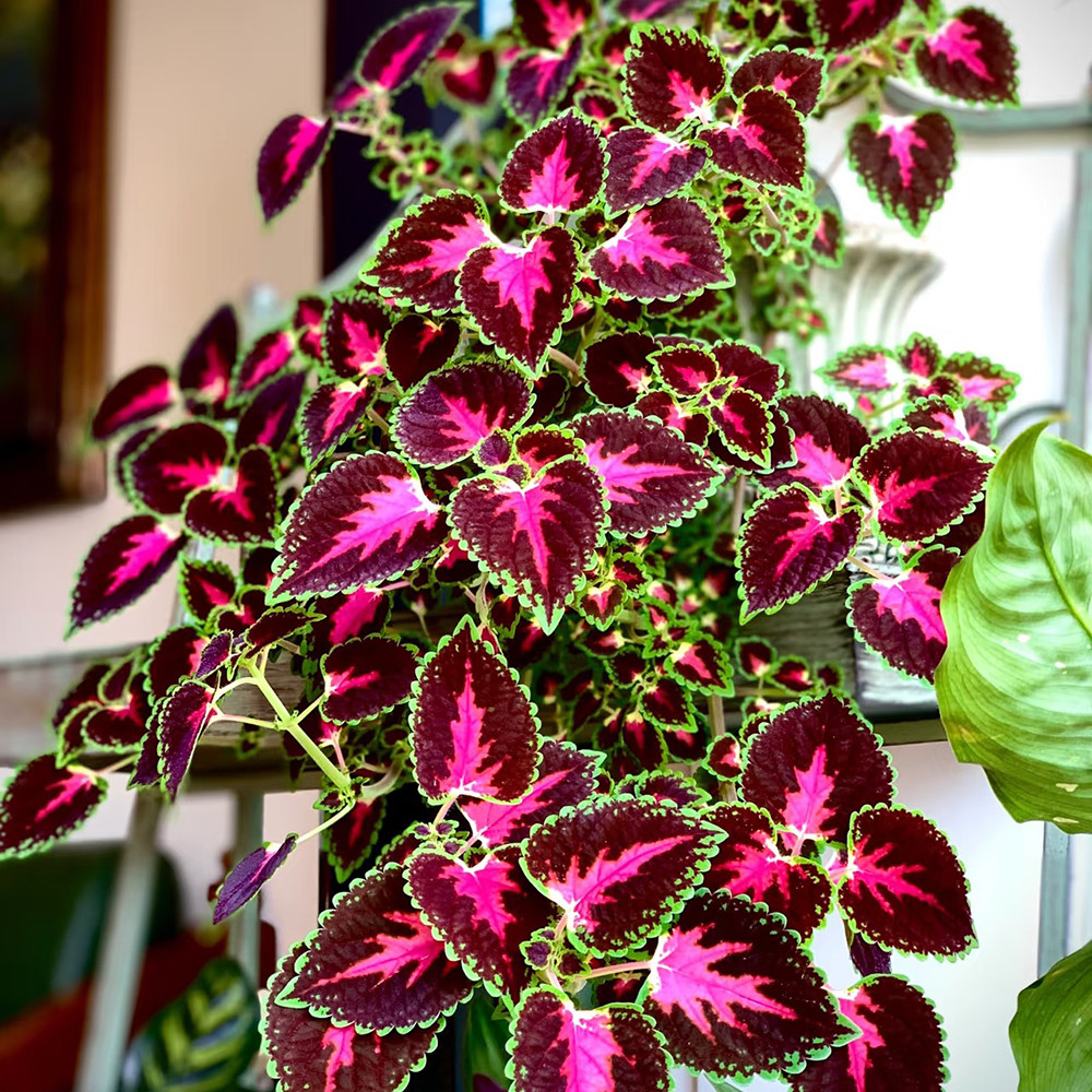 Garden Coleus Mixed Seeds - Easy to Grow, Heat Tolerant Ornamental Plant