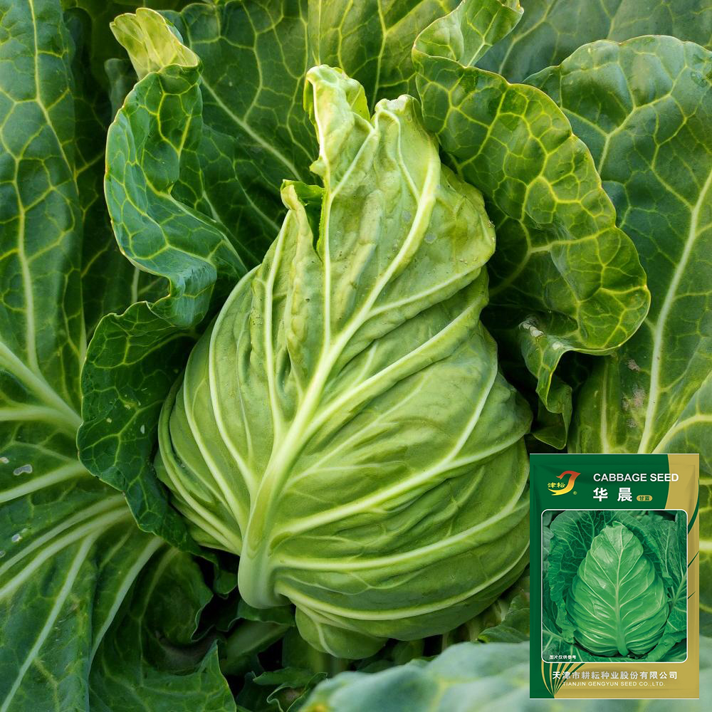 Huachen Oxheart Cabbage Seeds - Prized for its sweet, tender texture ...