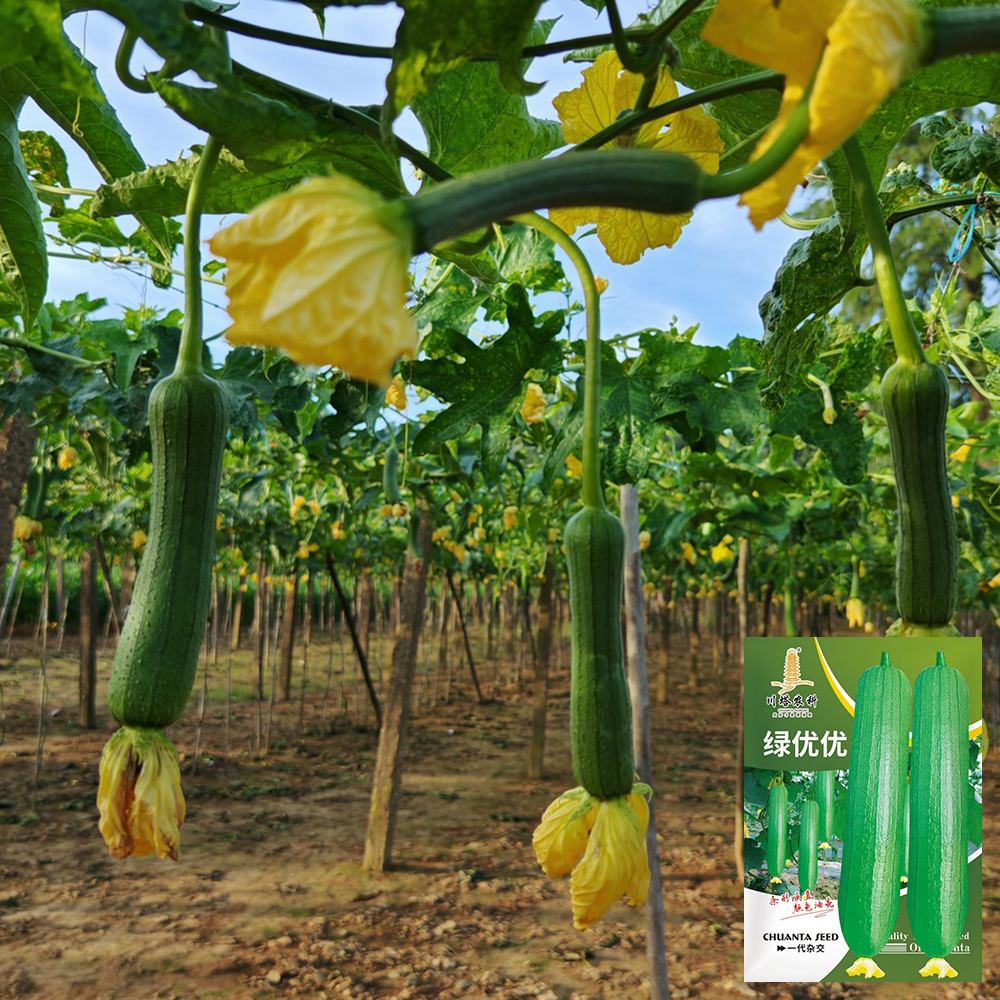 Green Superior Luffa Seeds - Early-Maturing, High-Yield Hybrid for ...