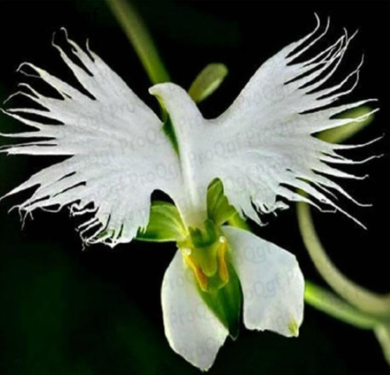 US$ 4.37 - A Set Japanese Radiata plant White Egret Orchid - (Color ...