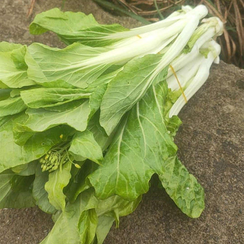 F1 Hybrid Choy Sum Seeds - www.deargogo.com