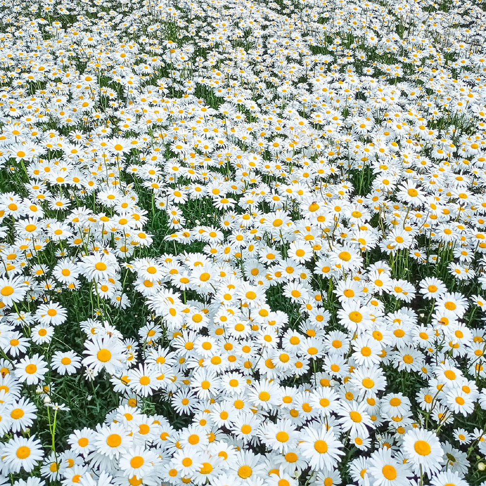Shasta Daisy Seeds – Leucanthemum maximum White Giant Marguerite ...
