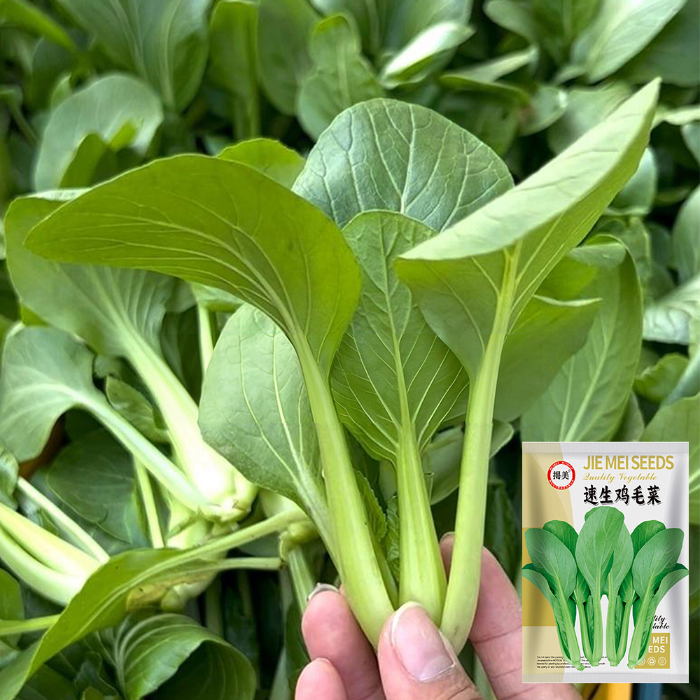 Jiemei Fast-Growing Baby Bok Choy Seeds | Early-Maturing & High-Yield