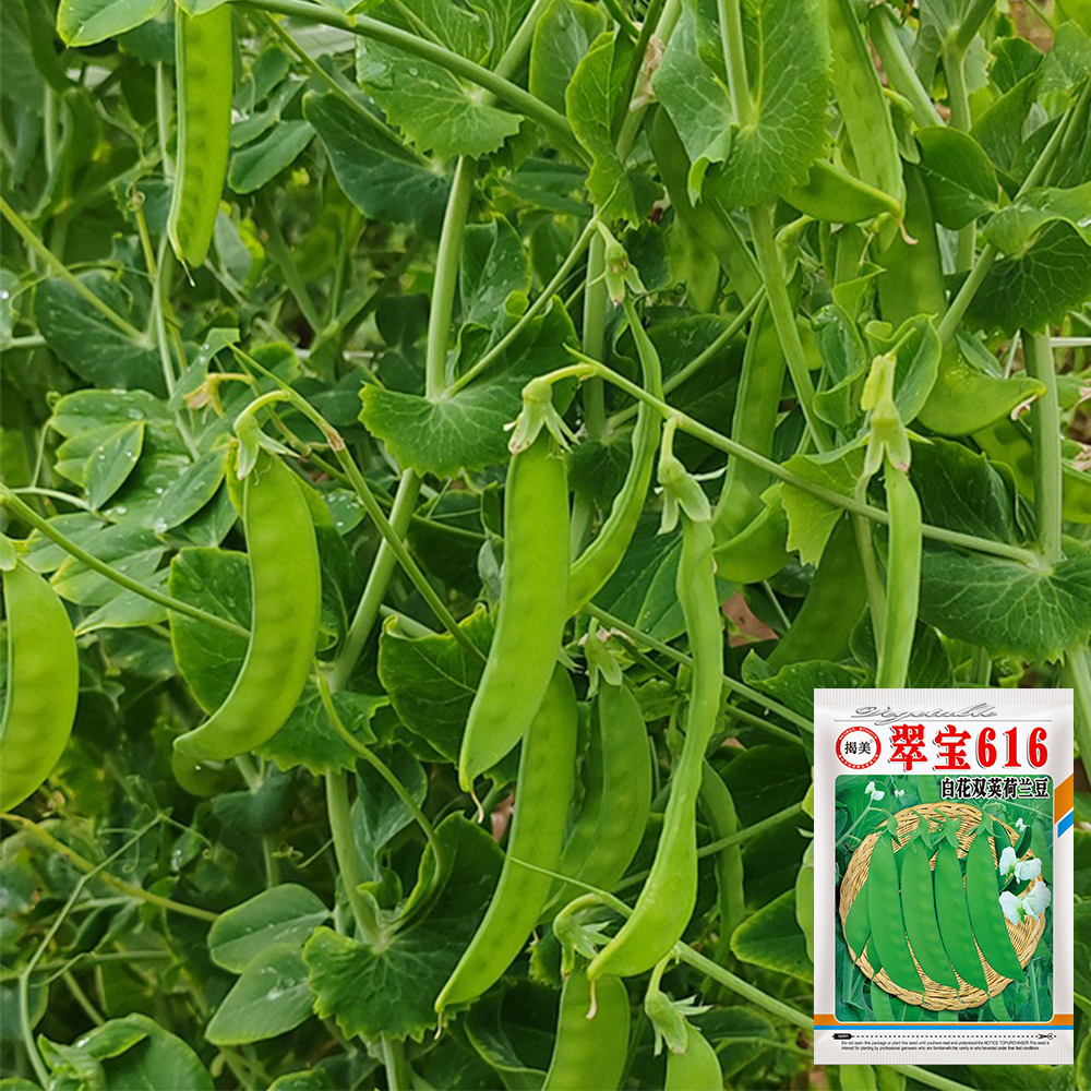 'Cuibao 616' Snow Pea Seeds - Early-Maturing, Dwarf Variety