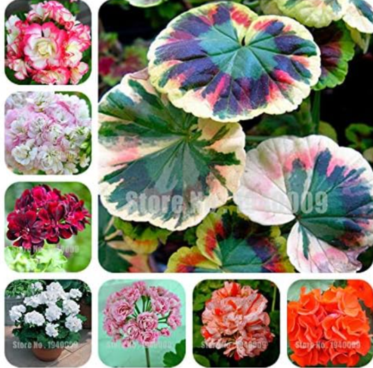 zonal geranium colors