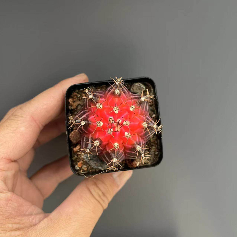 Gymnocalycium mihanovichii 'Red Variegata' | Dwarf Cactus For Sale