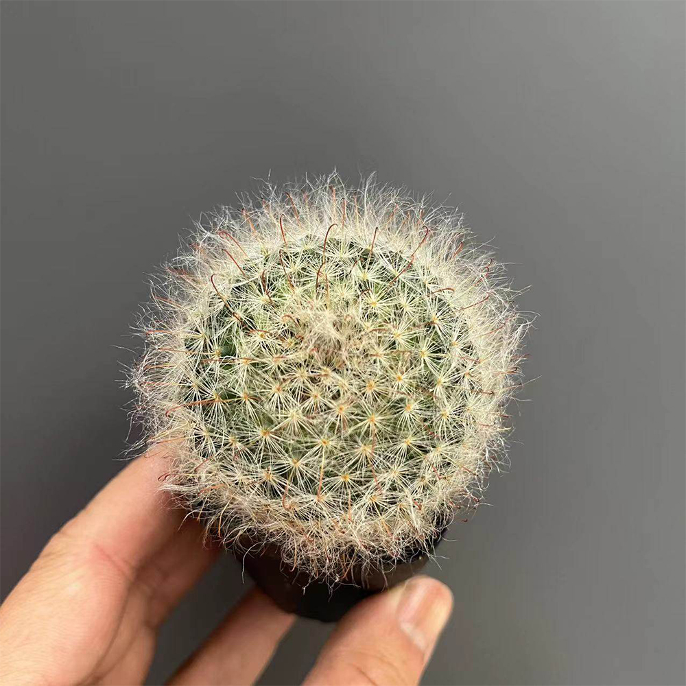 Mammillaria bocasana – Fluffy Indoor Succulent for Beginners
