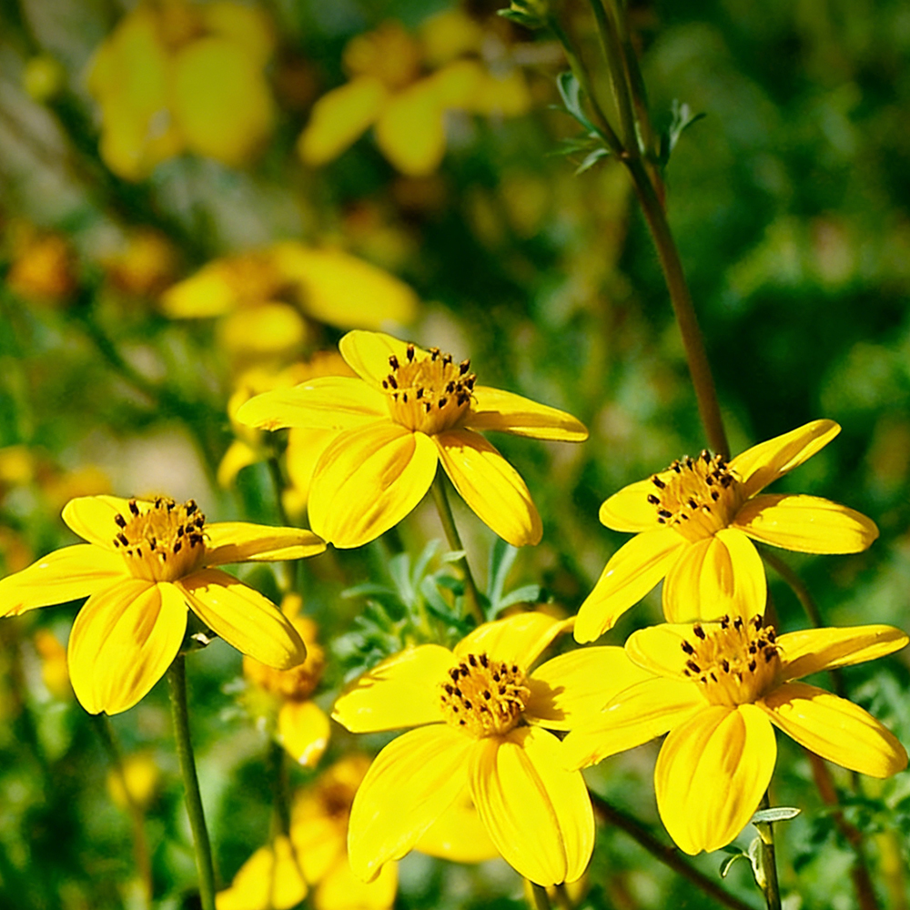Spanish Needles Seeds - Summer Blooming, Soil Stabilizer, Sustainable ...