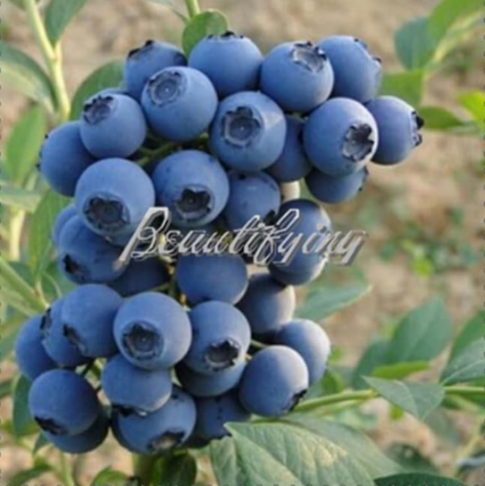 US$ 1.99 - Blueberry Edible Organic Heirloom Fruit Dwarf Seeds - www ...