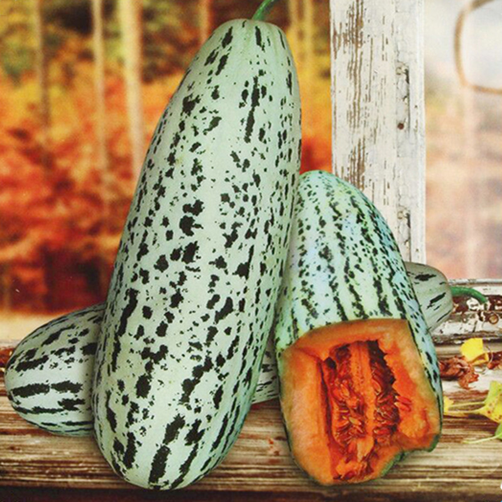 Golden Honey Crisp Melon Seeds – Easy to Grow, Early Maturing & Crispy ...