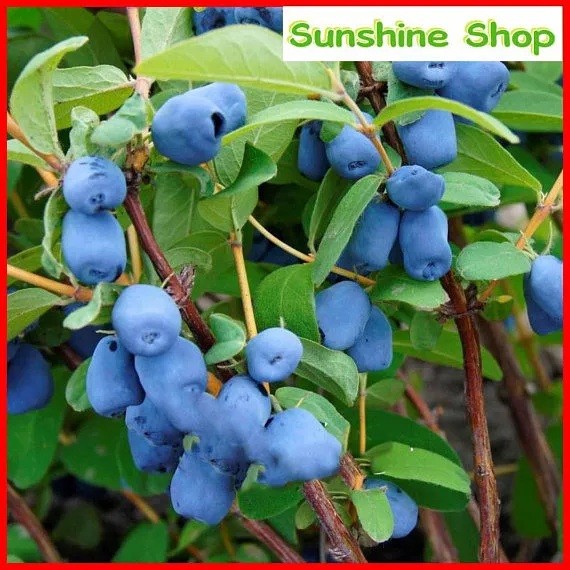US$ 1.16 - 50pcs Haskap Seeds Haskap Berry Blue Seeds Japanese Cold ...