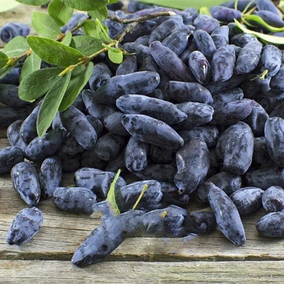 US$ 1.16 - 50pcs Haskap Seeds Haskap Berry Blue Seeds Japanese Cold ...