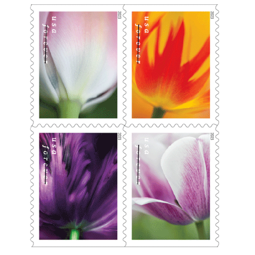 US$ 27.99 - Tulip Blossoms 2023 - 5 Booklets / 100 Pcs - www.stpsod.com